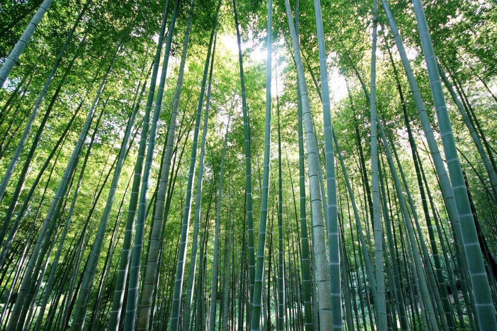 Excellent Versatility of “Bamboo” and Its Transformative Uses - Garde ...